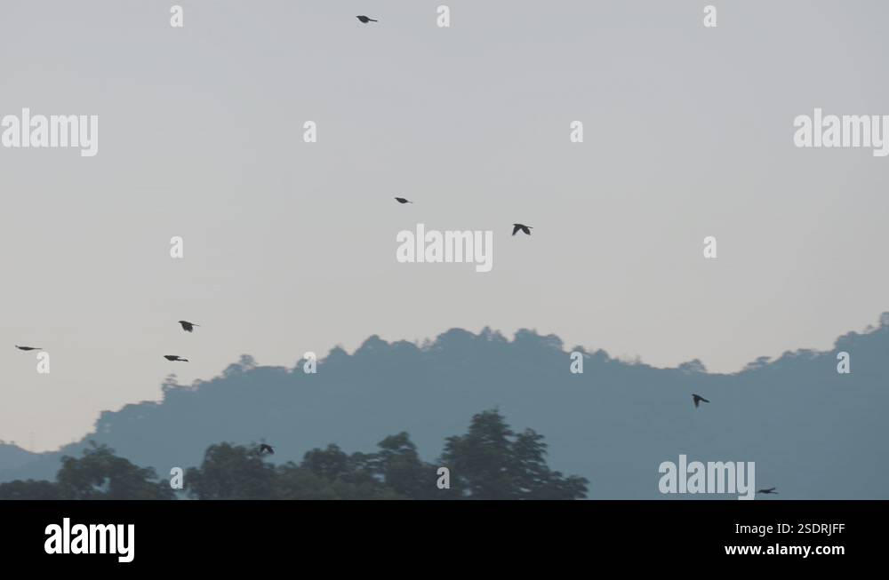 formation, group of birds flying in slow-motion - wildlife migrating ...