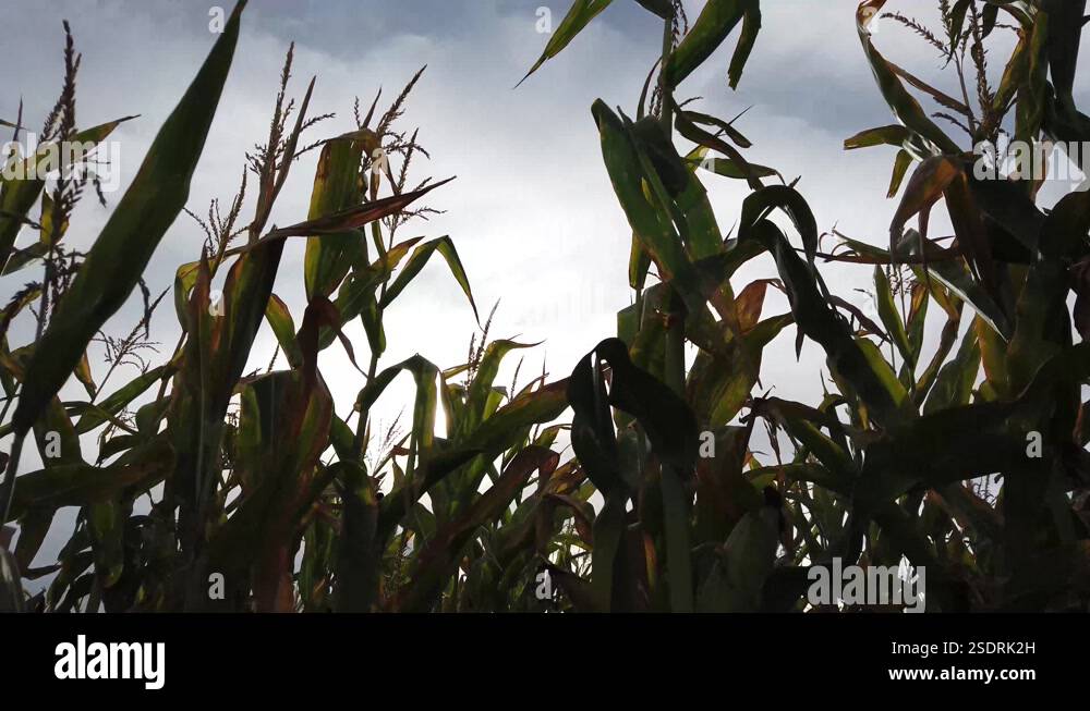 Close up clip panning unripe corn crop blowing in the wind. Cloudy sky ...