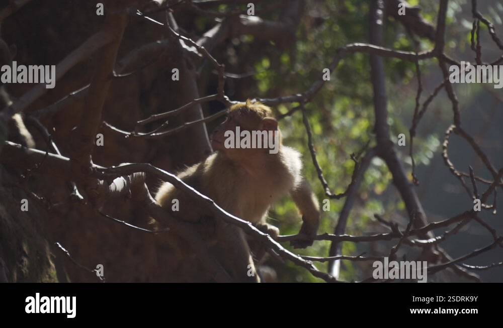 Two monkeys sit in a tree and play: slow motion Stock Video Footage - Alamy