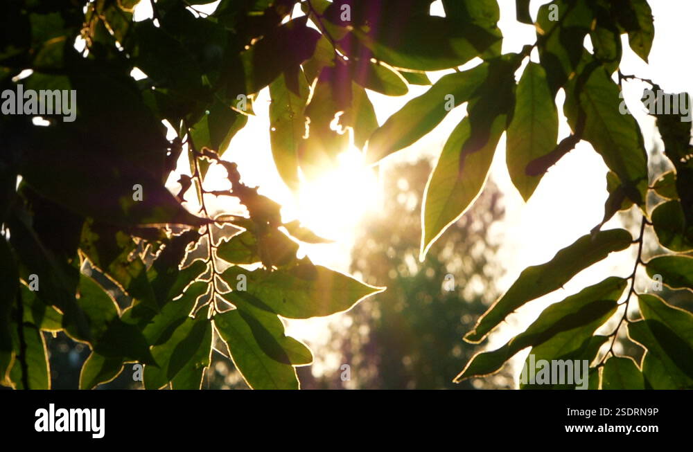 Shadow of leaves swaying from the wind blowing gently with sunlight on ...