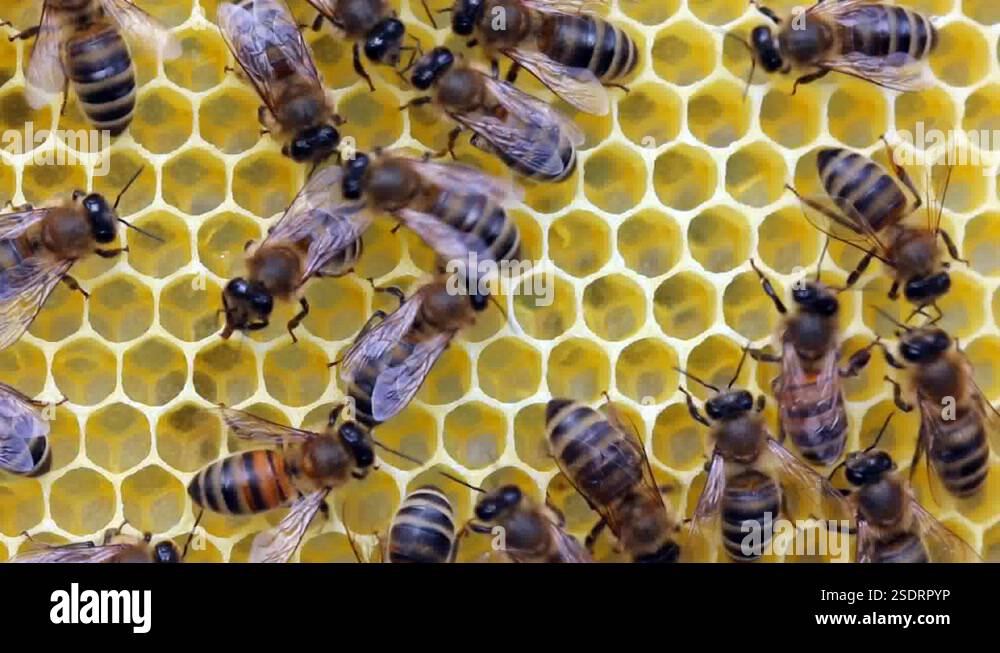 Bees build honeycombs. Work in a team Stock Video Footage - Alamy