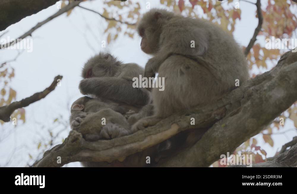 Japanese Macaque Family in Tree, Grooming and Picking Bugs From Fur ...