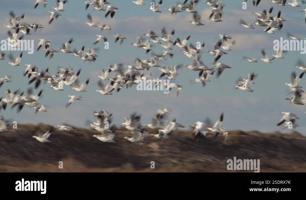 Hundreds of light snow geese fly up into the blue sky over the wetlands ...