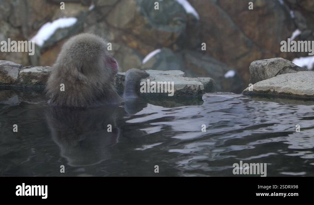 Slow motion of a wild monkey that enters a hot spring. Macaca fuscata ...