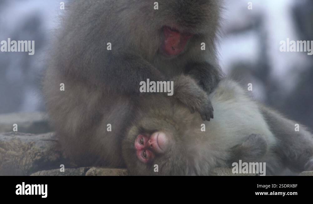 Slow motion of famous snow monkeys grooming in a natural hot spring ...