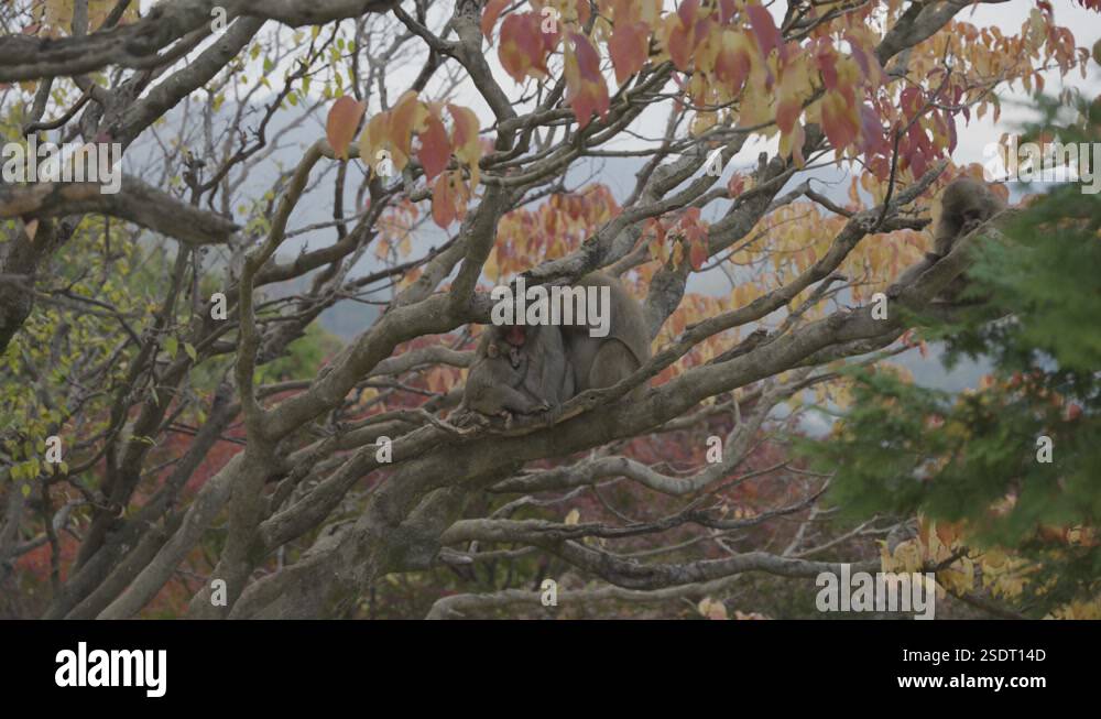 Autumn in Kyoto, Japanese Macaques Sitting in Fall Tree 4k Stock Video ...