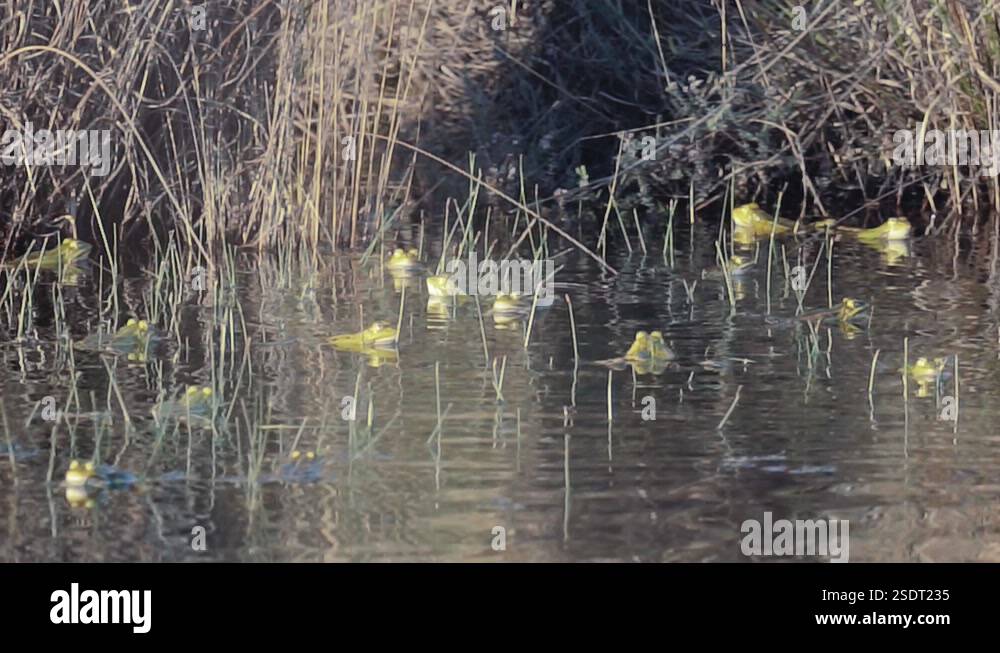 Army of frogs rest and rehydrate in rippling pond, medium shot Stock ...