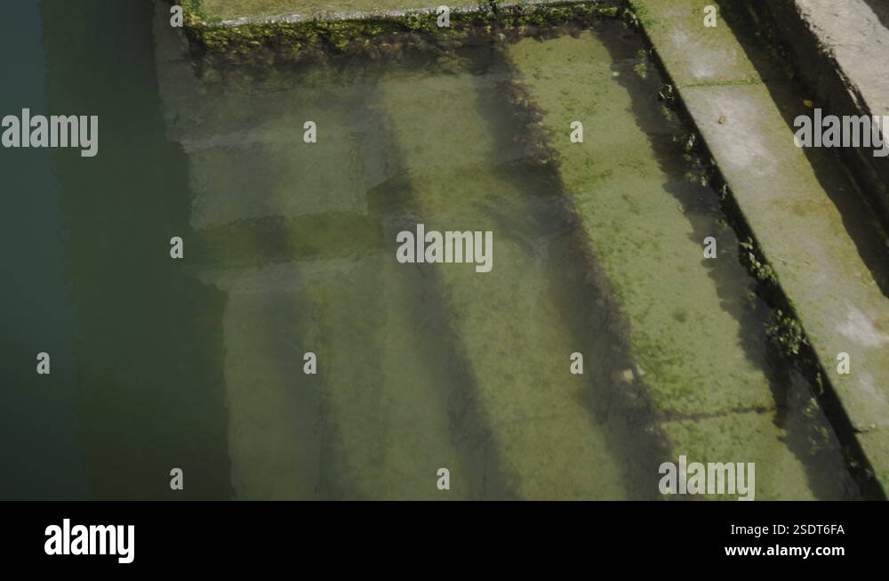 Fish swimming in clear channel of Venice during Covid-19 pandemic ...