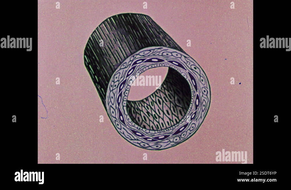 1950s: Vein label placed. Diagram of vein. Diagram of circulatory ...