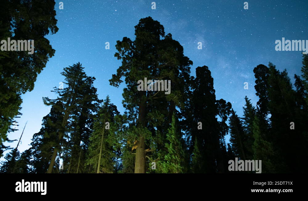Sequoia Forest Milky Way 24mm South Sky Tilt Up in Sequoia and Kings Canyon Stock Video Footage ...