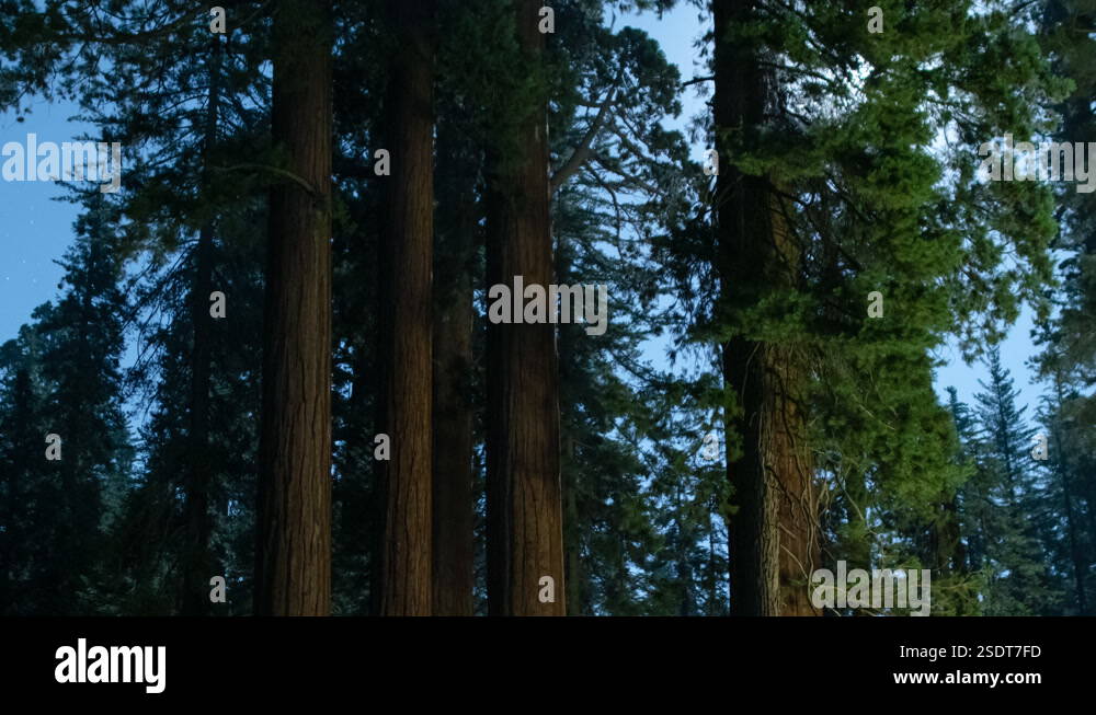 Sequoia Trees Moonrise East Sky Tilt Down in Sequoia and Kings Canyon ...