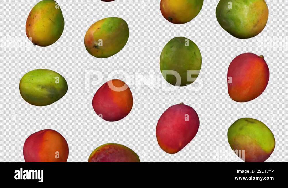 Falling Mangoes on Transparent Background (Looping with Alpha Channel ...