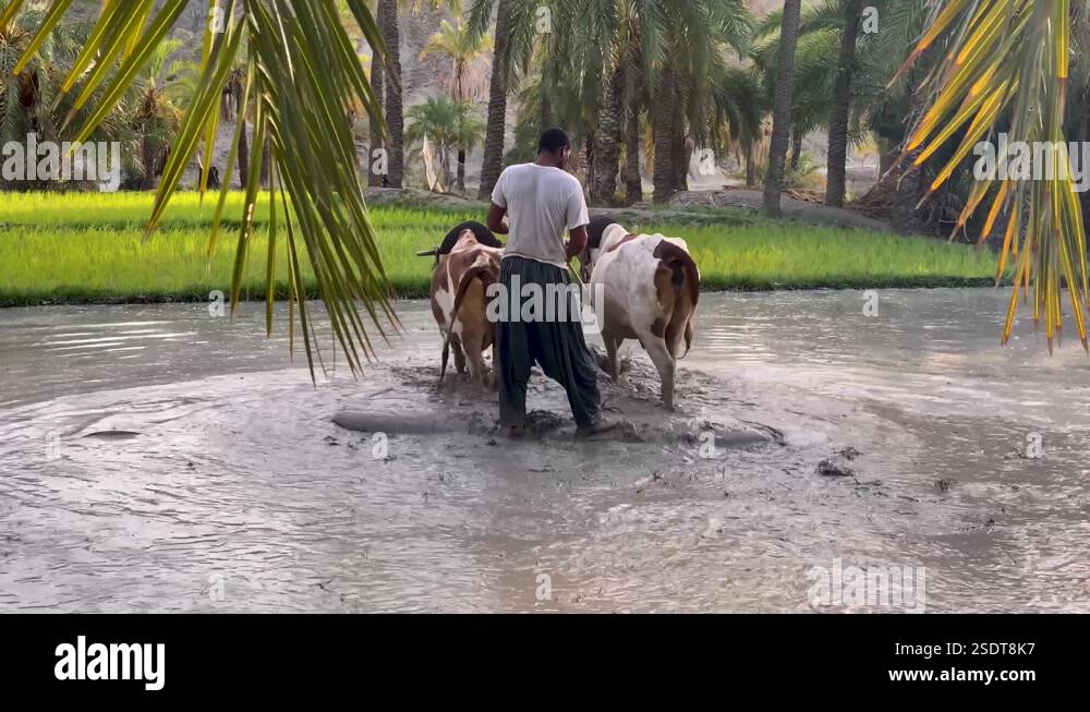 Farmer plows the green muddy rice paddy puddle field by the bulls on ...