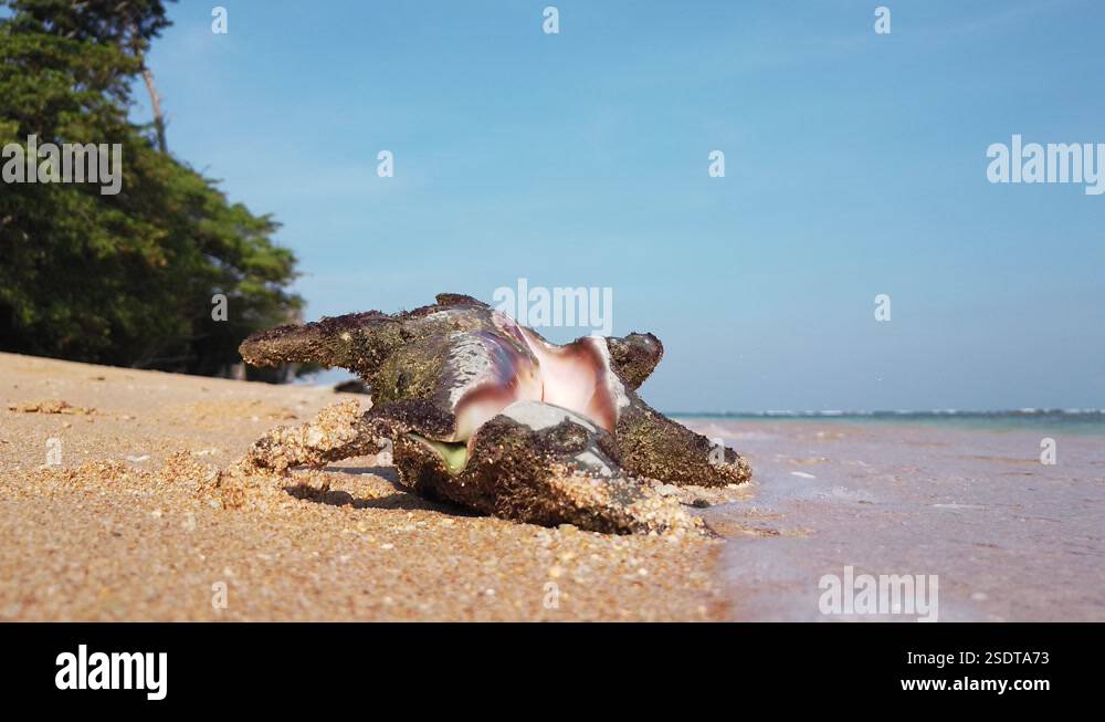 The waves rise up the beach and flow under the conch shell in the Stock ...