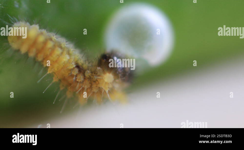 A small yellow larva of butterfly on the leaf daytime super closeup ...