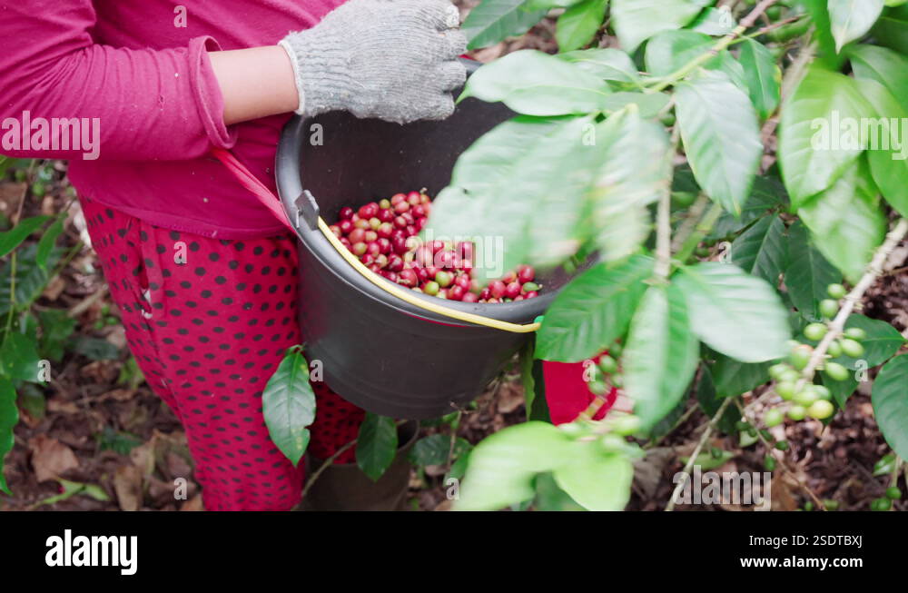 Bucket Of Coffee Cherries Stock Video Footage - Alamy