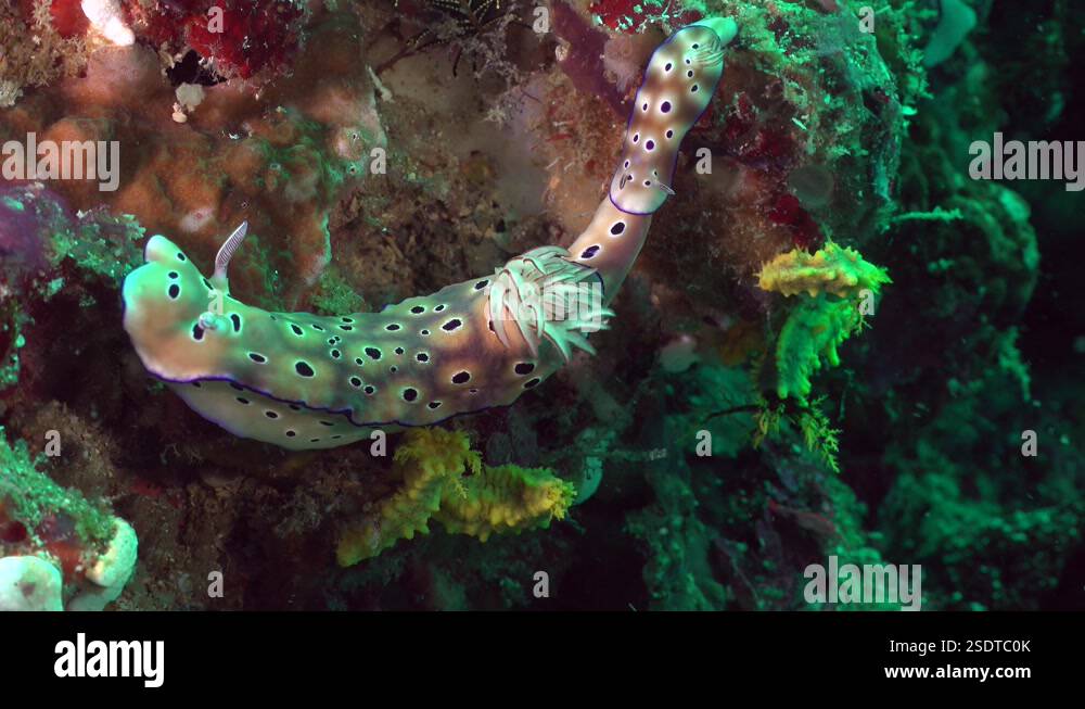 Two nudibranch risbecia tryoni crawling over coral reef in the ...