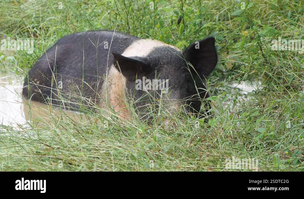 Pig in mud puddle Stock Videos & Footage - HD and 4K Video Clips - Alamy
