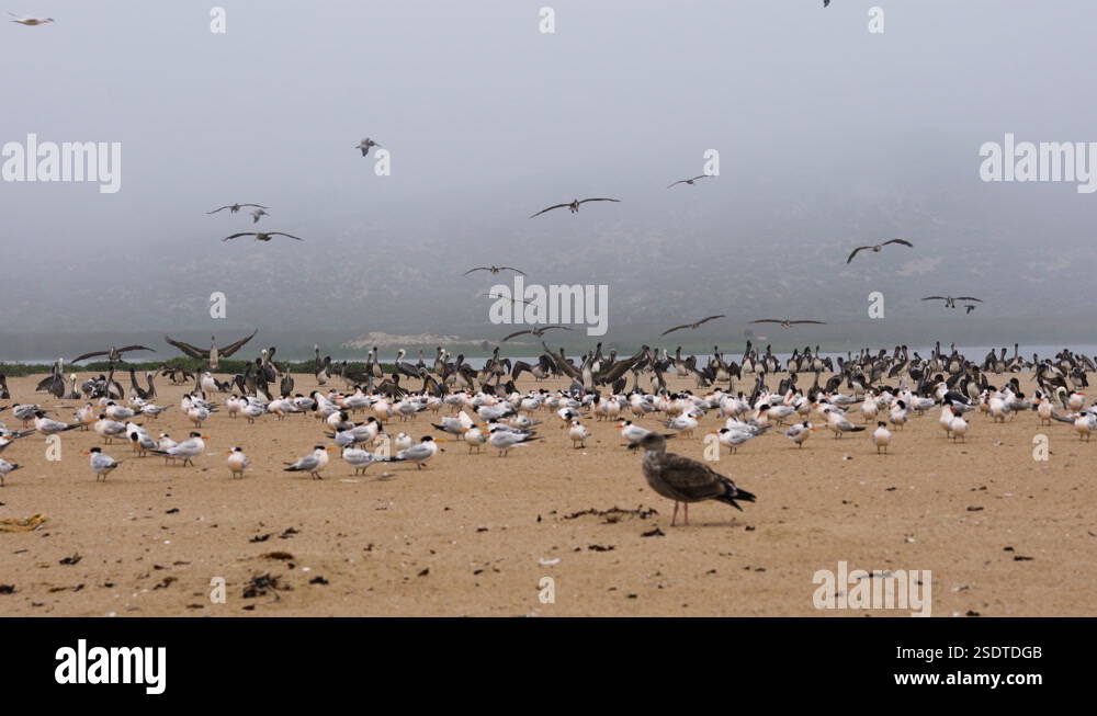 Great colony of seabirds on the beach, flock of pelicans, seagulls, and ...