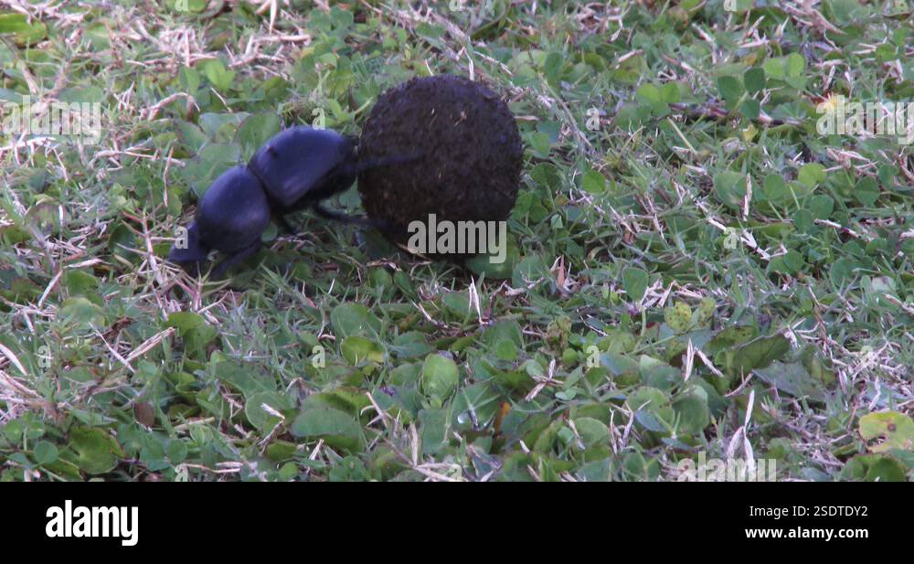 A large dung beetle rolls a herbivore's dropping to it's burrow, close ...