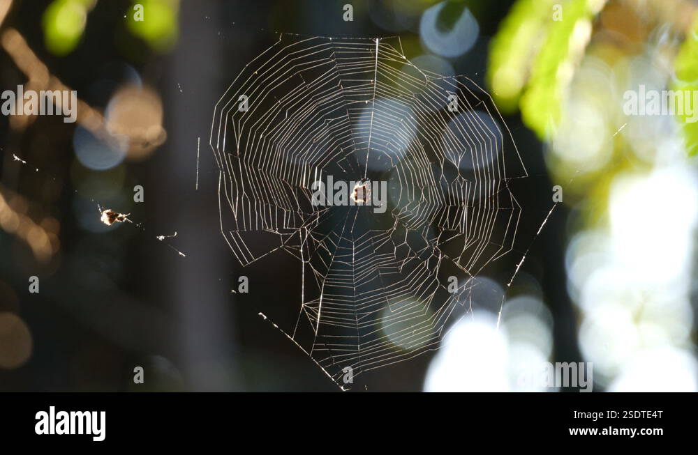 cobweb close-up with the branch in it and the bright background ...