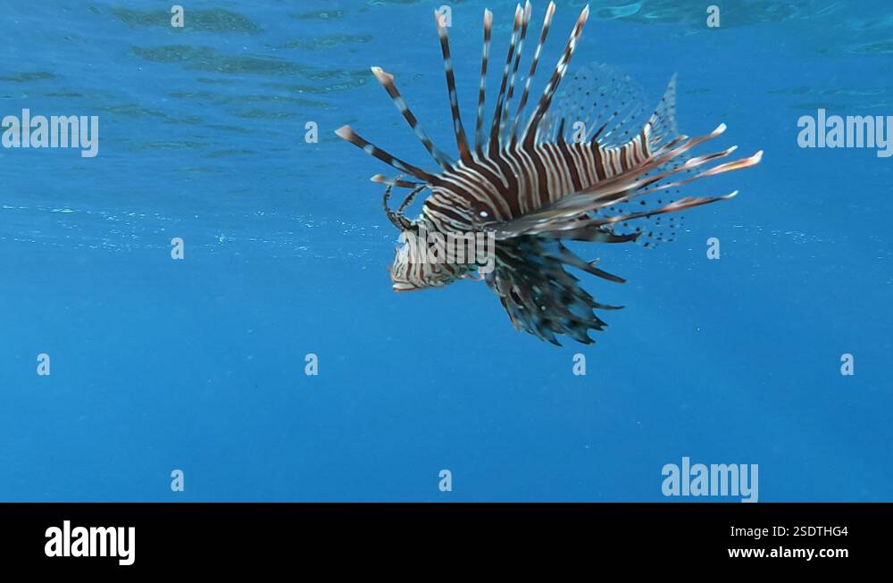 Lionfish slowly swims uder surface of the blue water rays. Red Lionfish ...