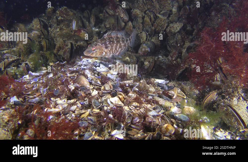 Reproduction of fish: the male Gray wrasse brings a piece of shell to ...