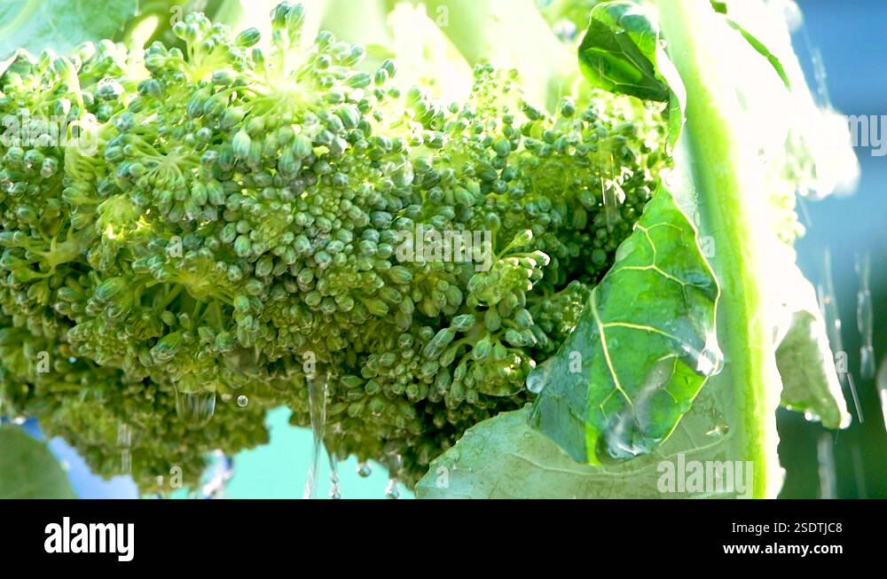 Broccoli farm Stock Videos & Footage - HD and 4K Video Clips - Alamy