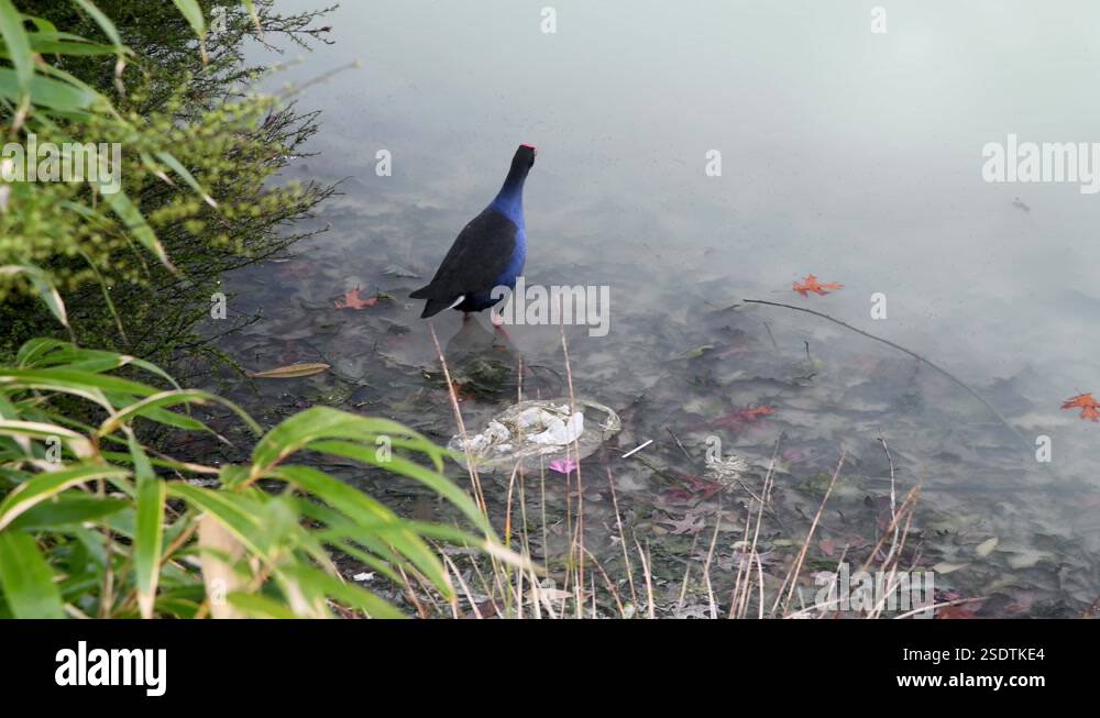Blue bird at the border of a lake ready to fly. Slow motion Stock Video ...