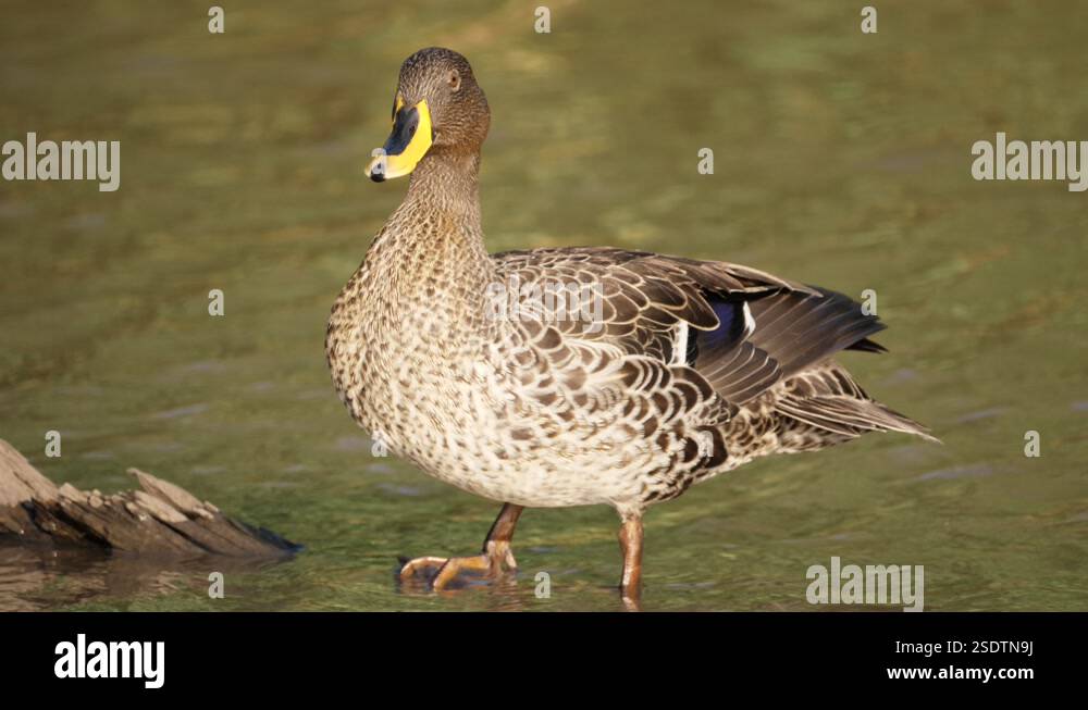 Duck dries ruffled feathers perched on log in river and preens with ...