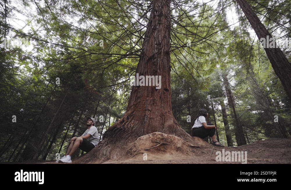 Distraught spanish couple Asturias woods Spain wide shot Stock Video ...