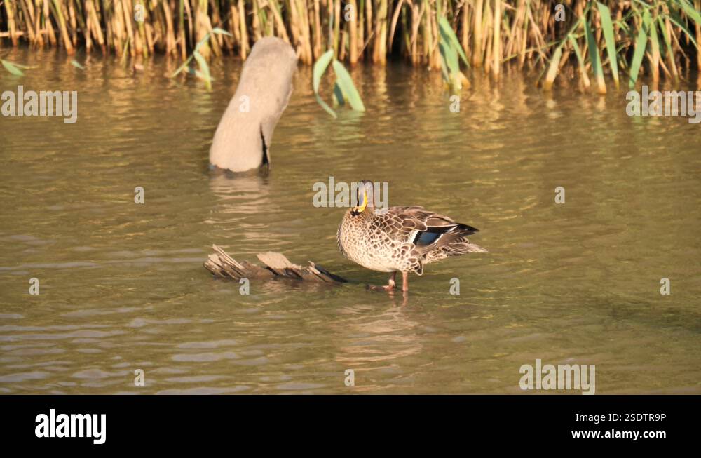 Yellow Billed Duck Preens Ruffled Feathers Standing on Log in River ...
