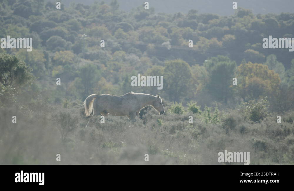 white horse walking in a beautiful field in south of france, pic saint ...