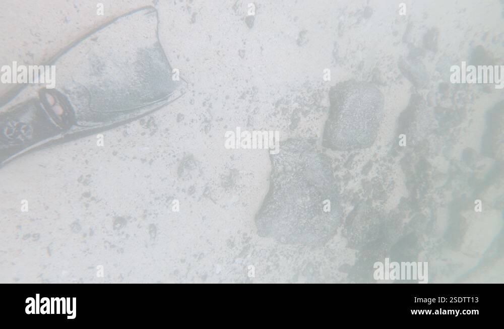 A snorkeling or diving flip flop is seen on the bottom of the ocean of ...