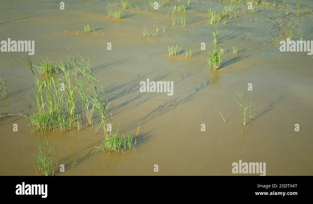 Drought wetland, swamp pond drying up the soil, slowly dries the ...