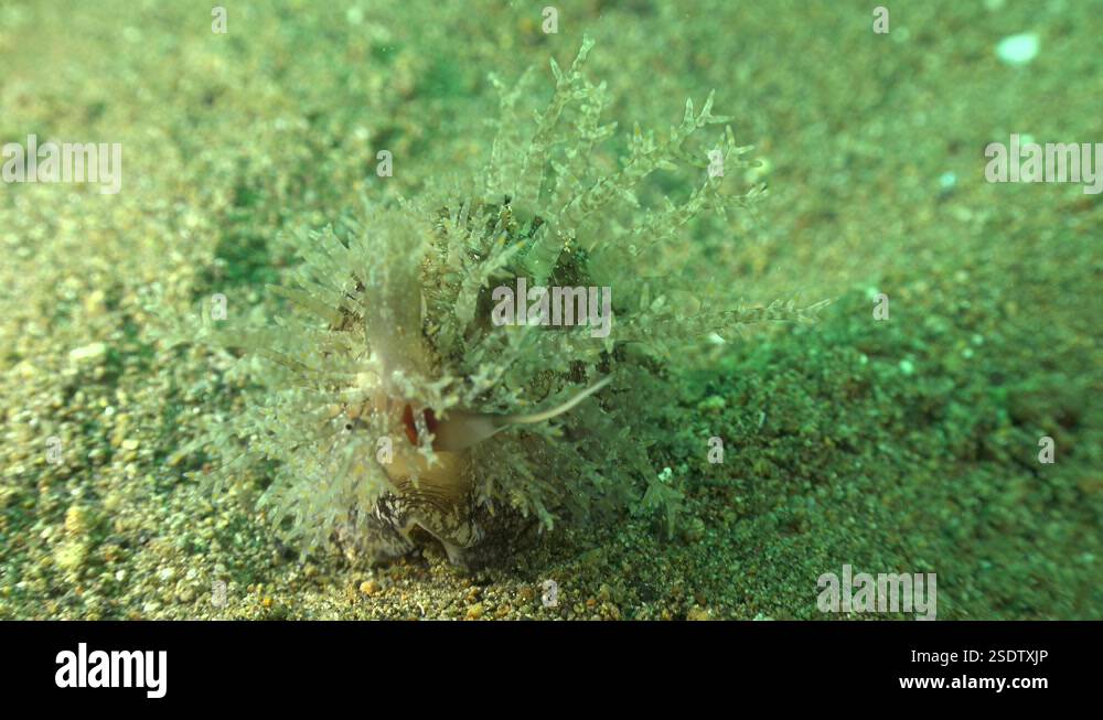 cowry snail on sandy Ocean floor in the Philippines Stock Video Footage ...