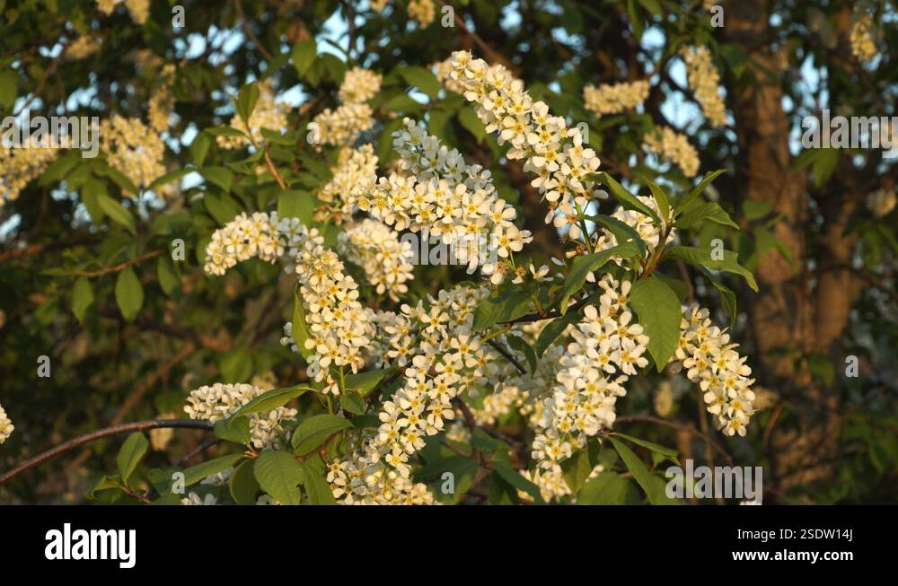 The flowering mayday tree (Latin: Prunus padus), known as bird cherry ...