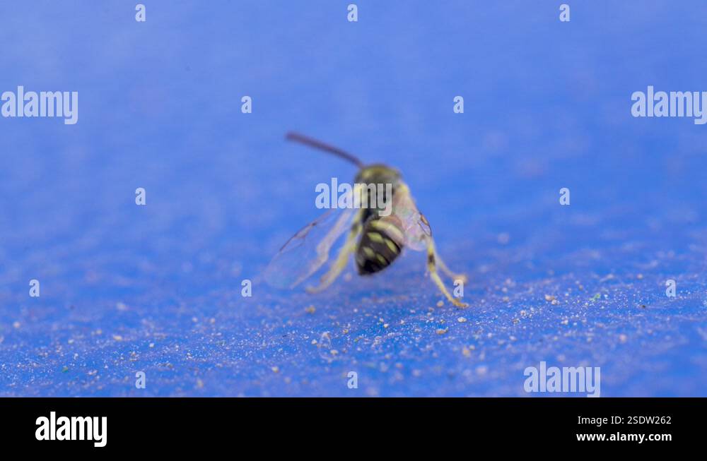 A Weevil wasp (Cerceris insolita) macro photography and footage close ...
