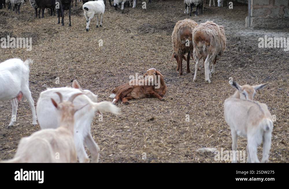 Small family farm, goat farming. Goats on the farm Stock Video Footage ...
