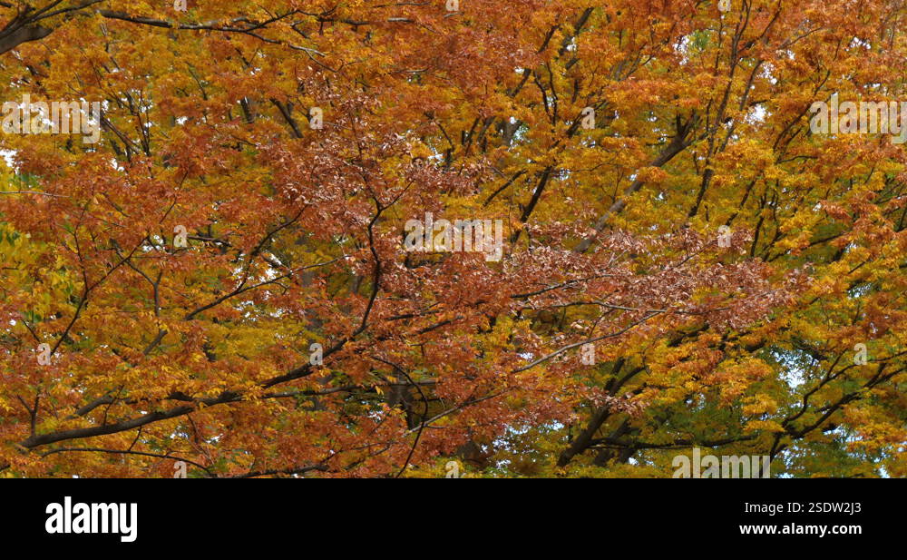 Japanese zelkova known as Japanese elm or keyaki and Maclura pomifera ...