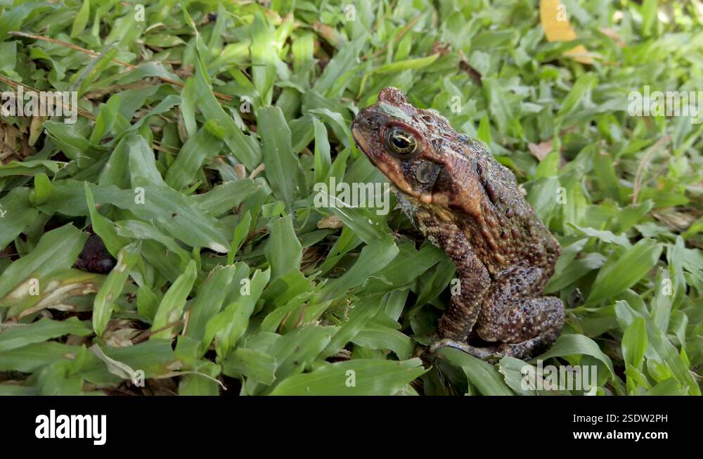 Warty toad skin Stock Videos & Footage - HD and 4K Video Clips - Alamy