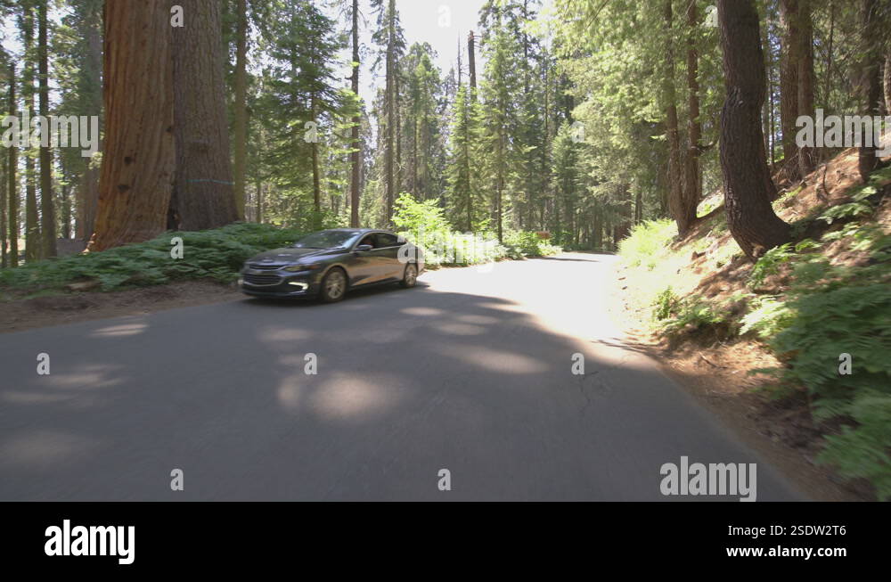 Sequoia National Park Driving Plate Time Lapse Auto Log In Sierra ...
