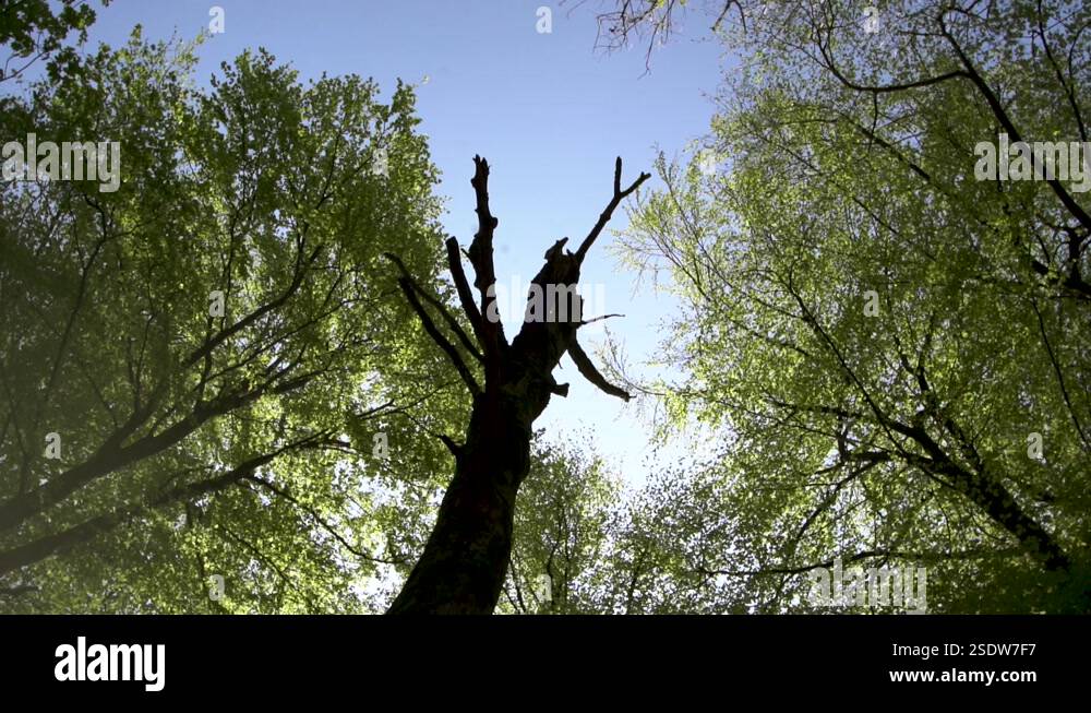 Looking up to tree canopy of Beech Trees, slow motion spinning ...