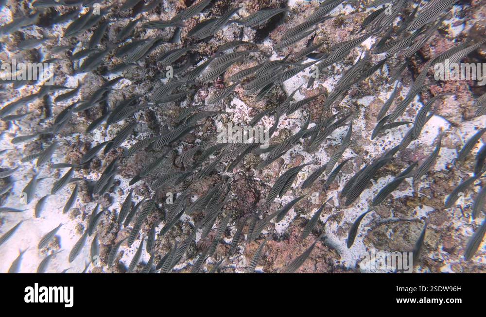 A fish bank or group of grey fish swims in a turquoise and clearwater ...
