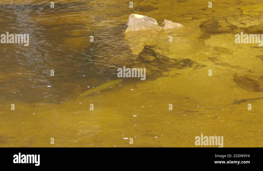 trout in a pool at the base of wentworth falls Stock Video Footage - Alamy