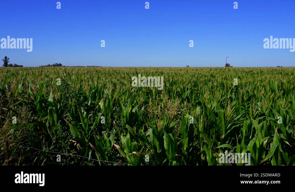 Wide shot panning right to left on slow motion of a corn field on a ...