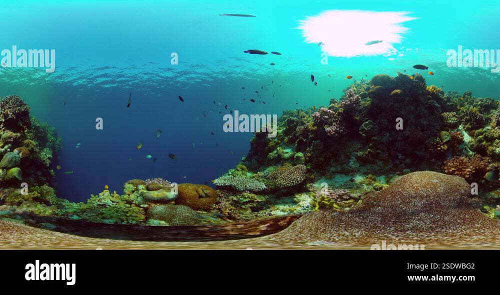 The underwater world of a coral reef. Philippines. Virtual Reality 360 ...