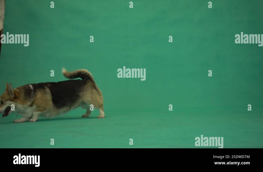dog crawling on a green screen. Welsh corgi training. Chroma key Stock ...