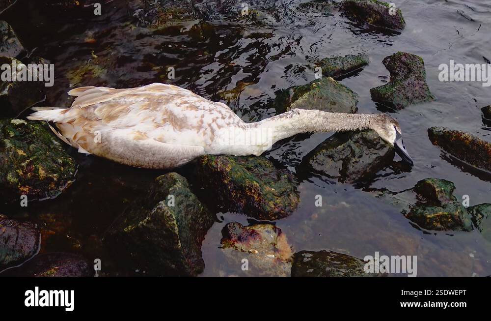Young Swan died. Dead bird on the beach, Black Sea Stock Video Footage ...