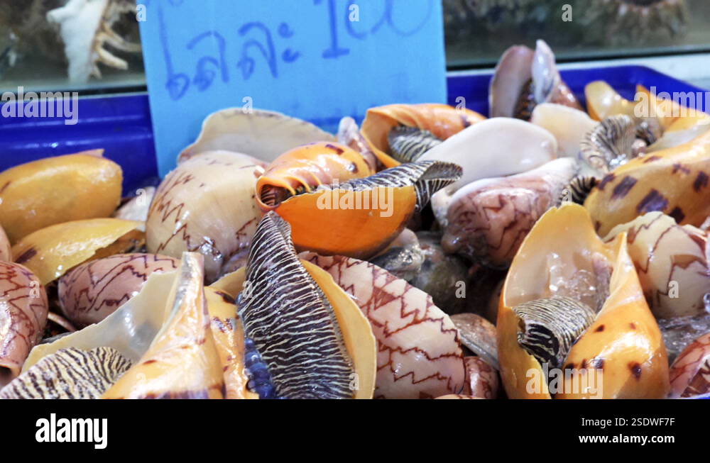 Close up of crate of live sea snails for sale at Thai seafood market ...